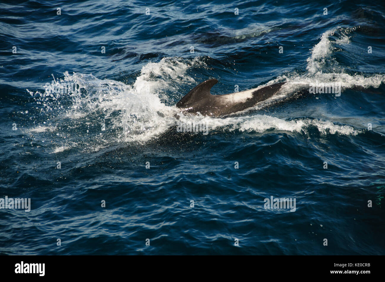 Long-finned Pilot Whales Stock Photo - Alamy