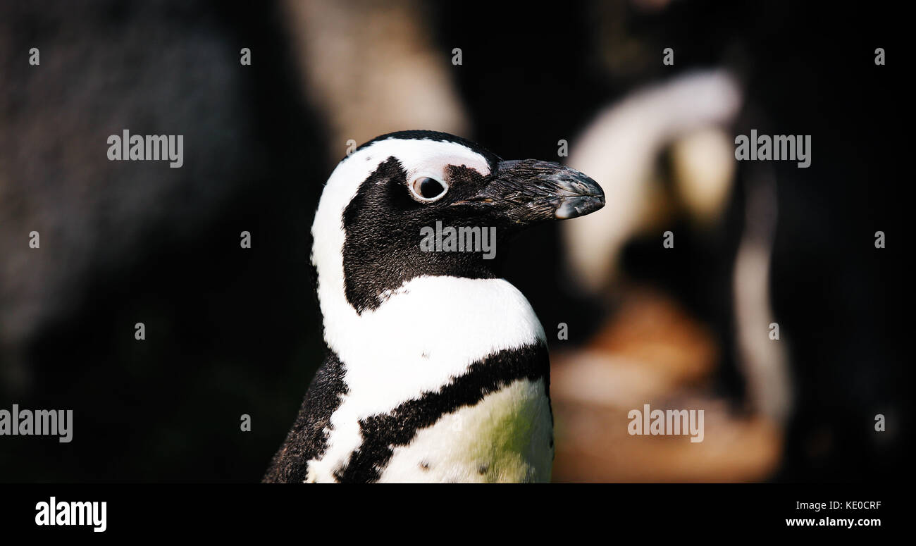 Closeup penguin beak hi-res stock photography and images - Alamy