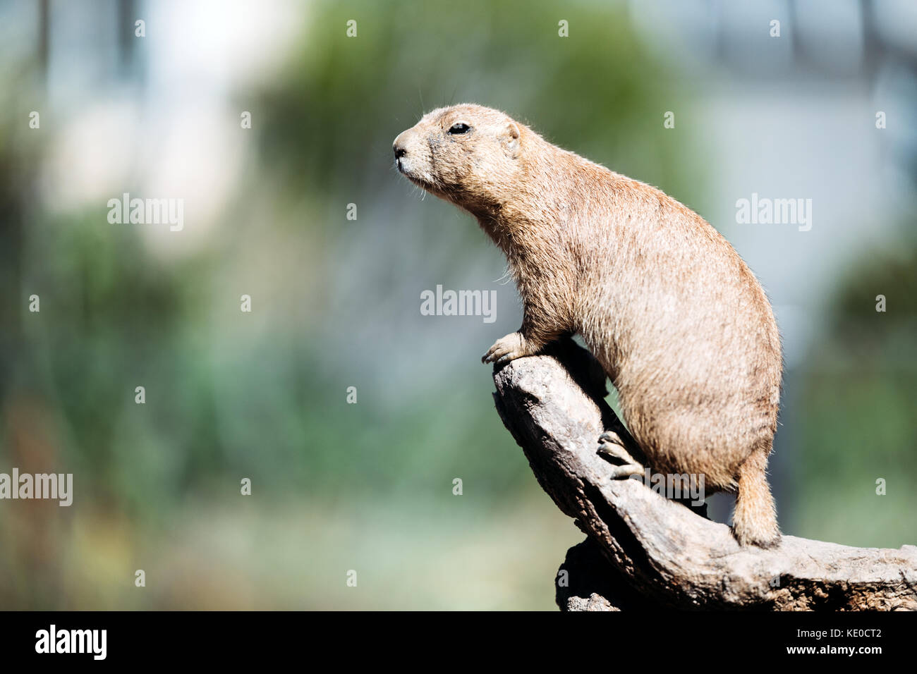 Portrait of little marmot standing on tree in nature Stock Photo - Alamy