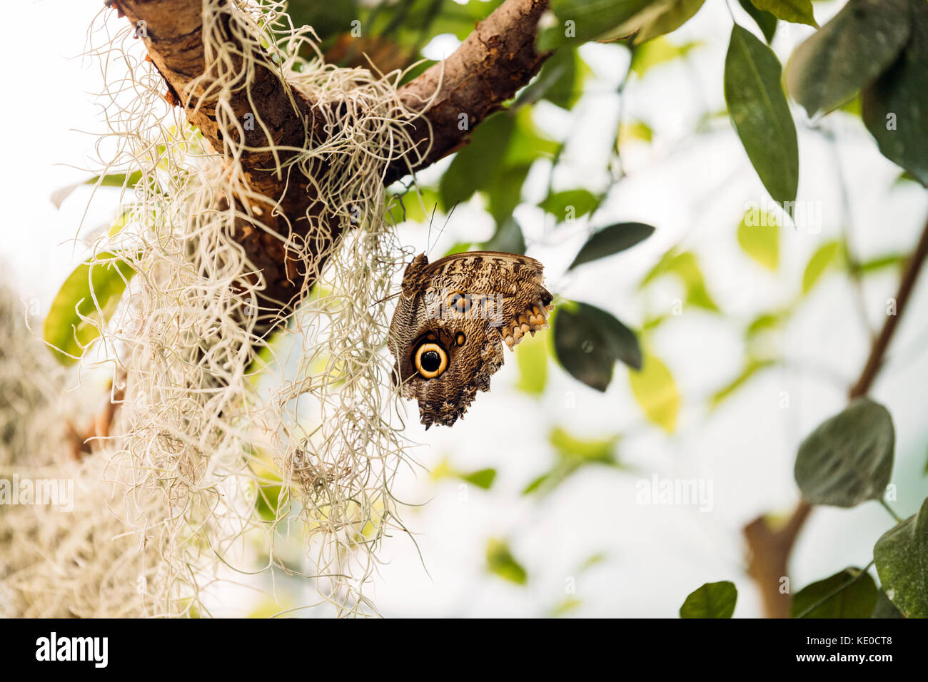 Picture of beautiful colorful butterfly on tree Stock Photo - Alamy