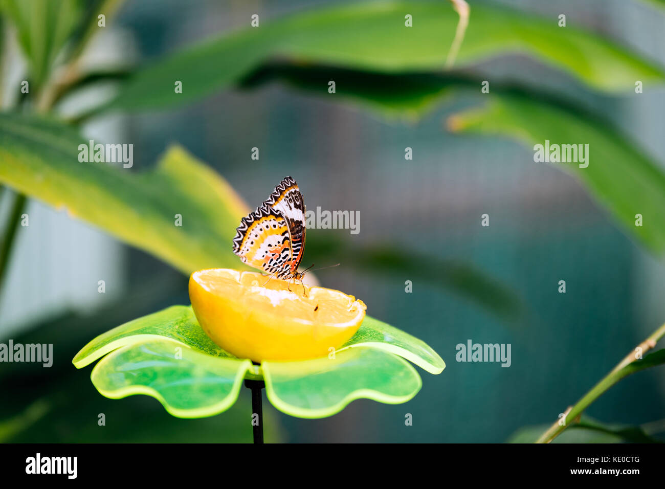 Picture of beautful colorful butterfly on lemon Stock Photo - Alamy