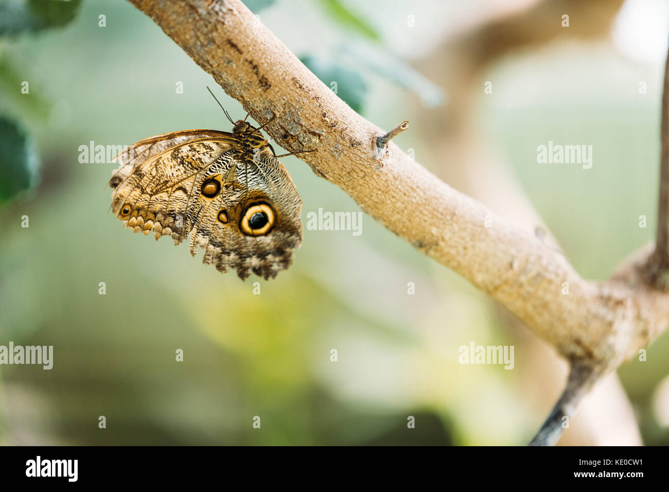 Picture of beautiful colorful butterfly on tree Stock Photo - Alamy