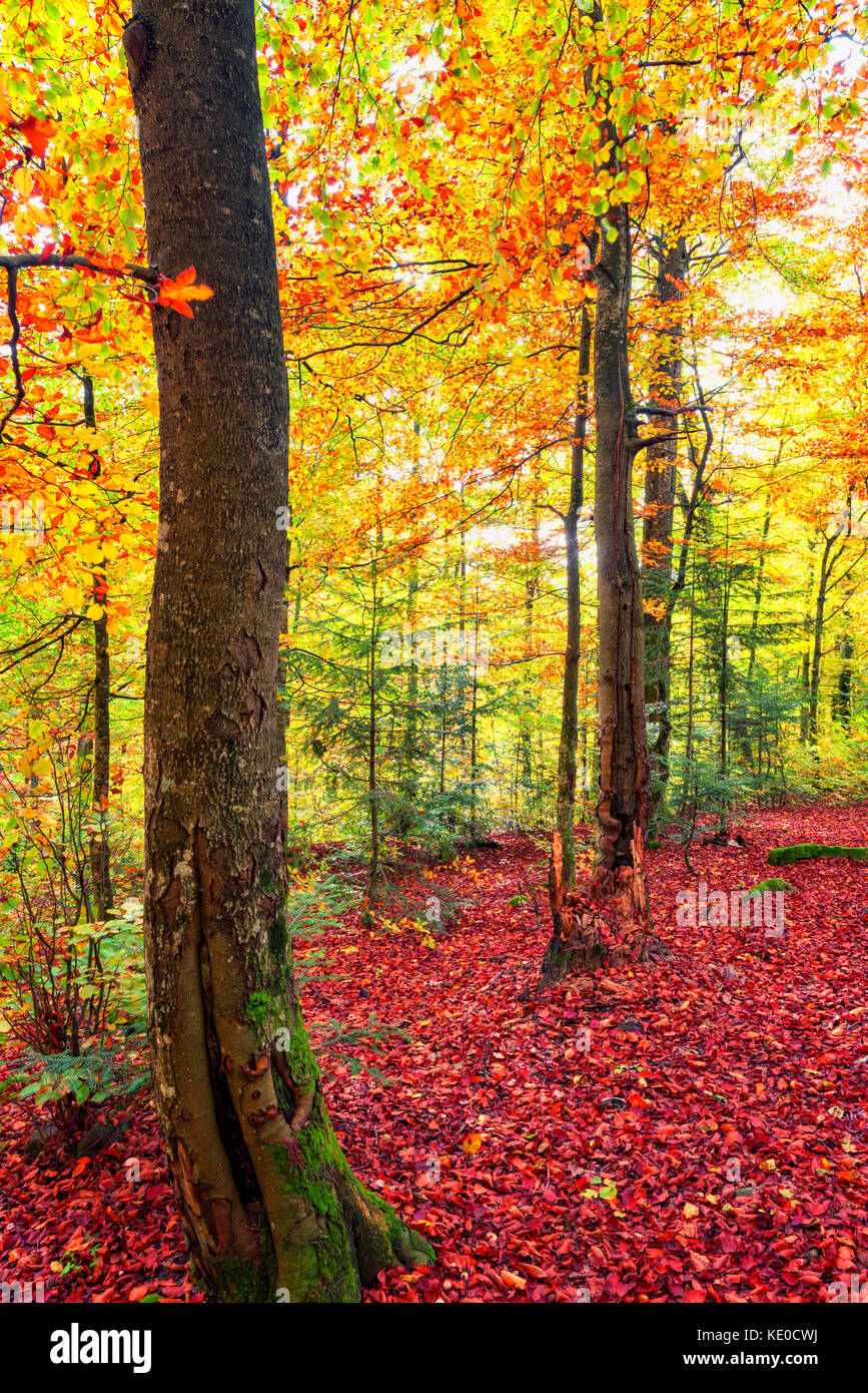 Vertical Autumn Background