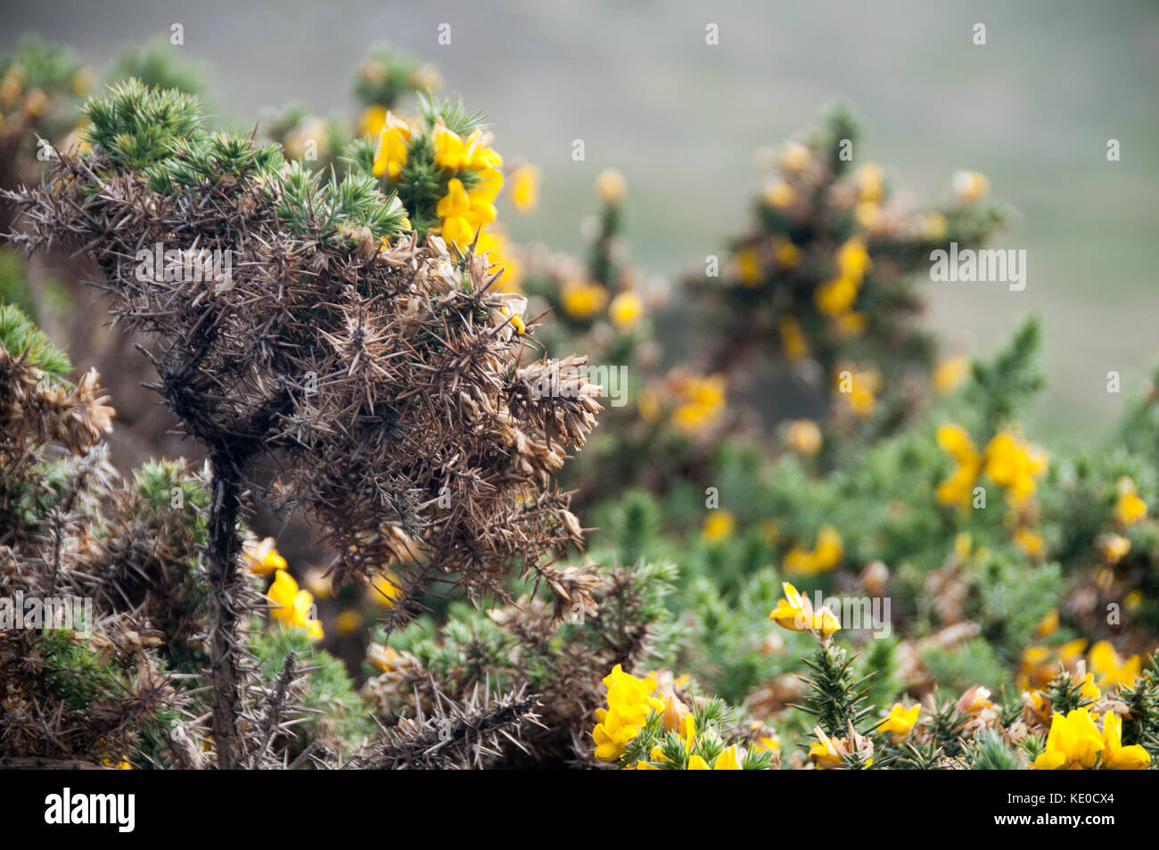 Flora of the falkland islands hi-res stock photography and images - Alamy