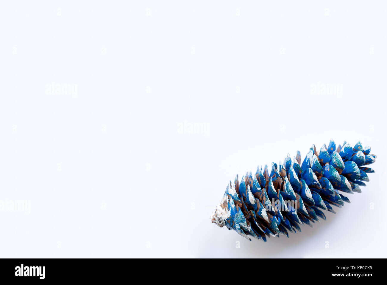 One blue colored fir cone is lying on bottom left on white background ...