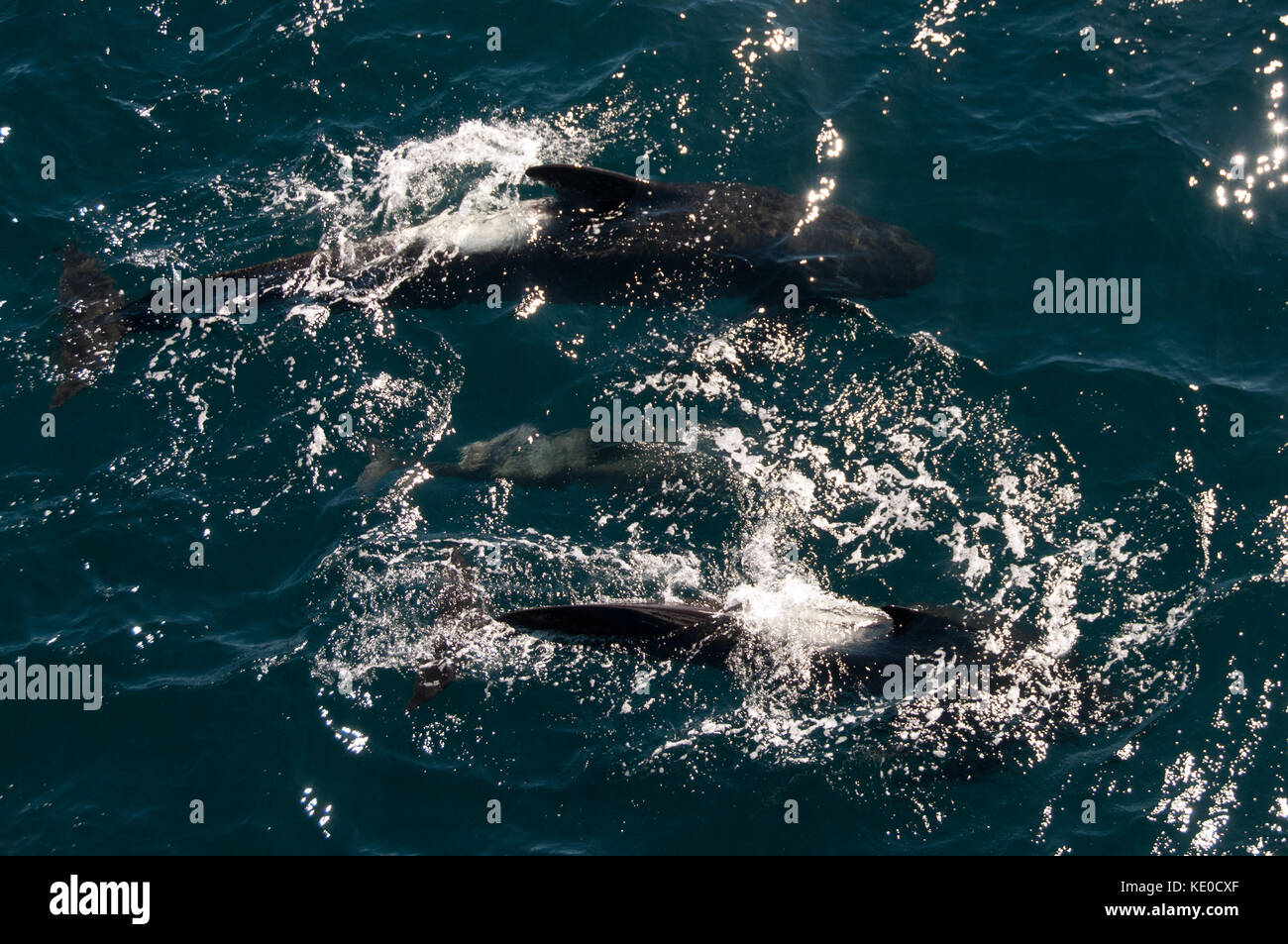 Long-finned Pilot Whales Stock Photo - Alamy