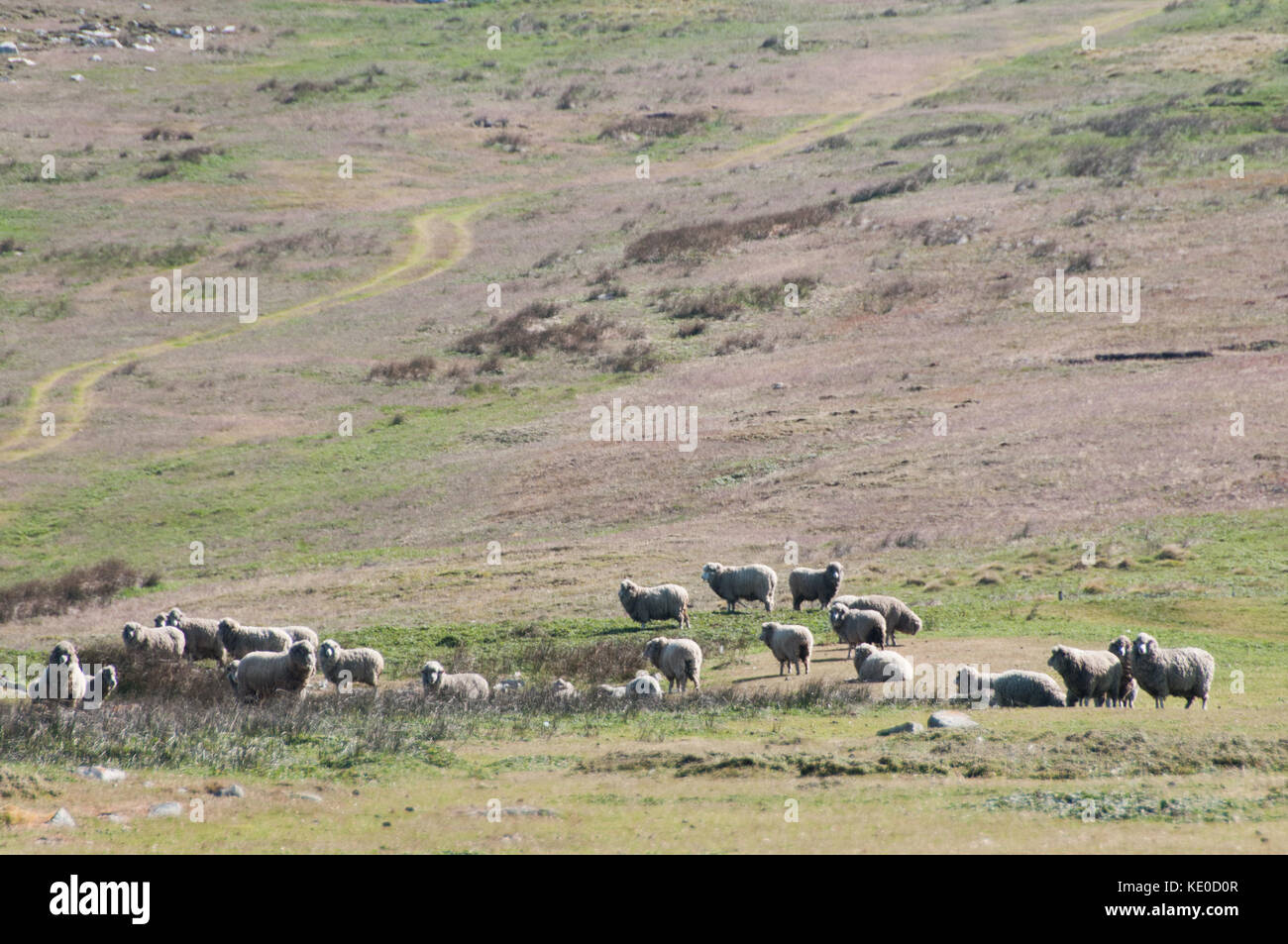 Sheep Tracks High Resolution Stock Photography and Images - Alamy