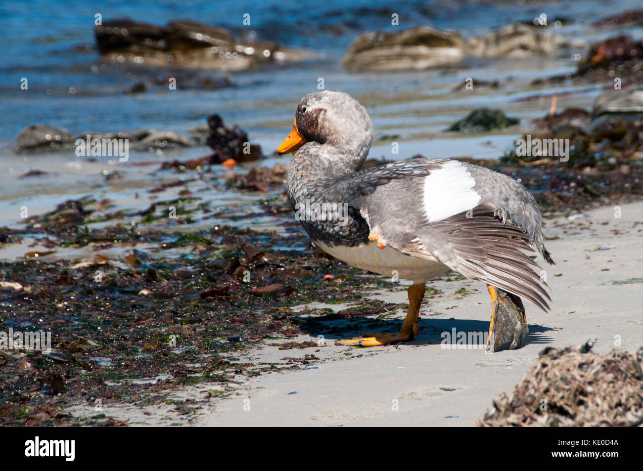 Flightless Steamer Duck Stock Photo - Alamy