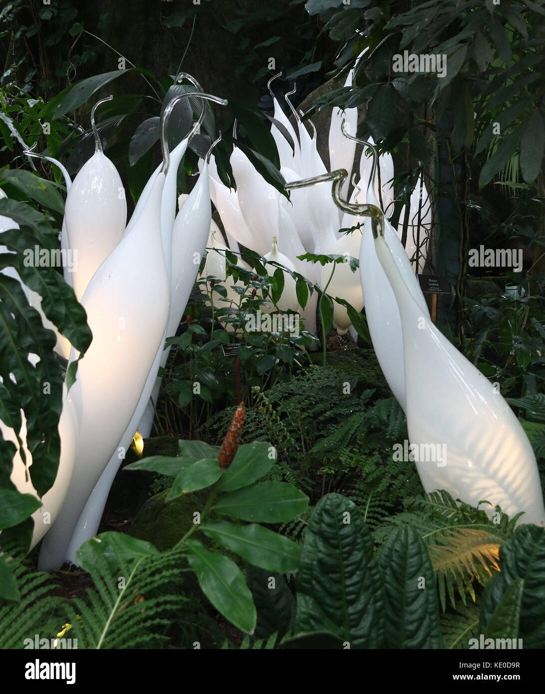 Dale chihuly white belugas hi-res stock photography and images - Alamy