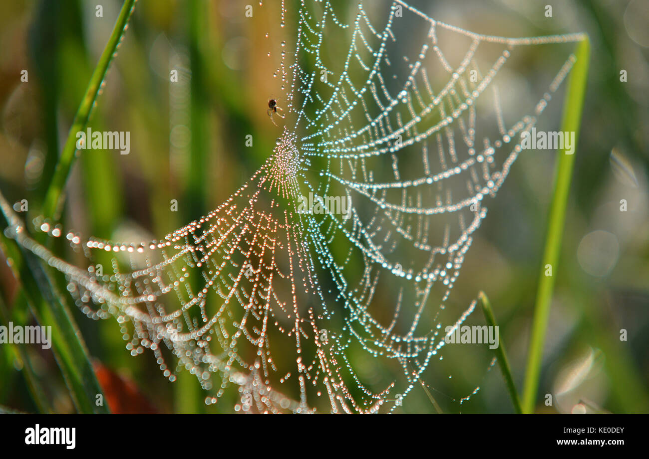 Nidda, Germany. 16th Oct, 2017. A spider works in the early morning ...