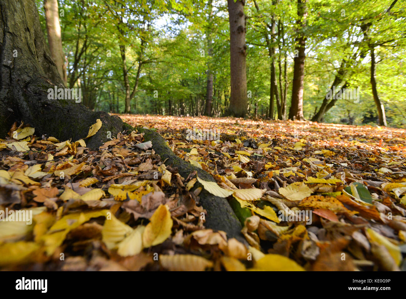 Trent Park, London, UK. 17th Oct, 2017. Autumn colours in Trent Park in ...