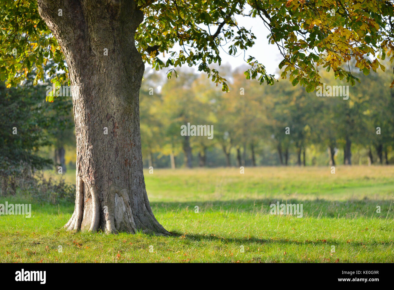 Trent Park, London, UK. 17th Oct, 2017. Autumn colours in Trent Park in ...