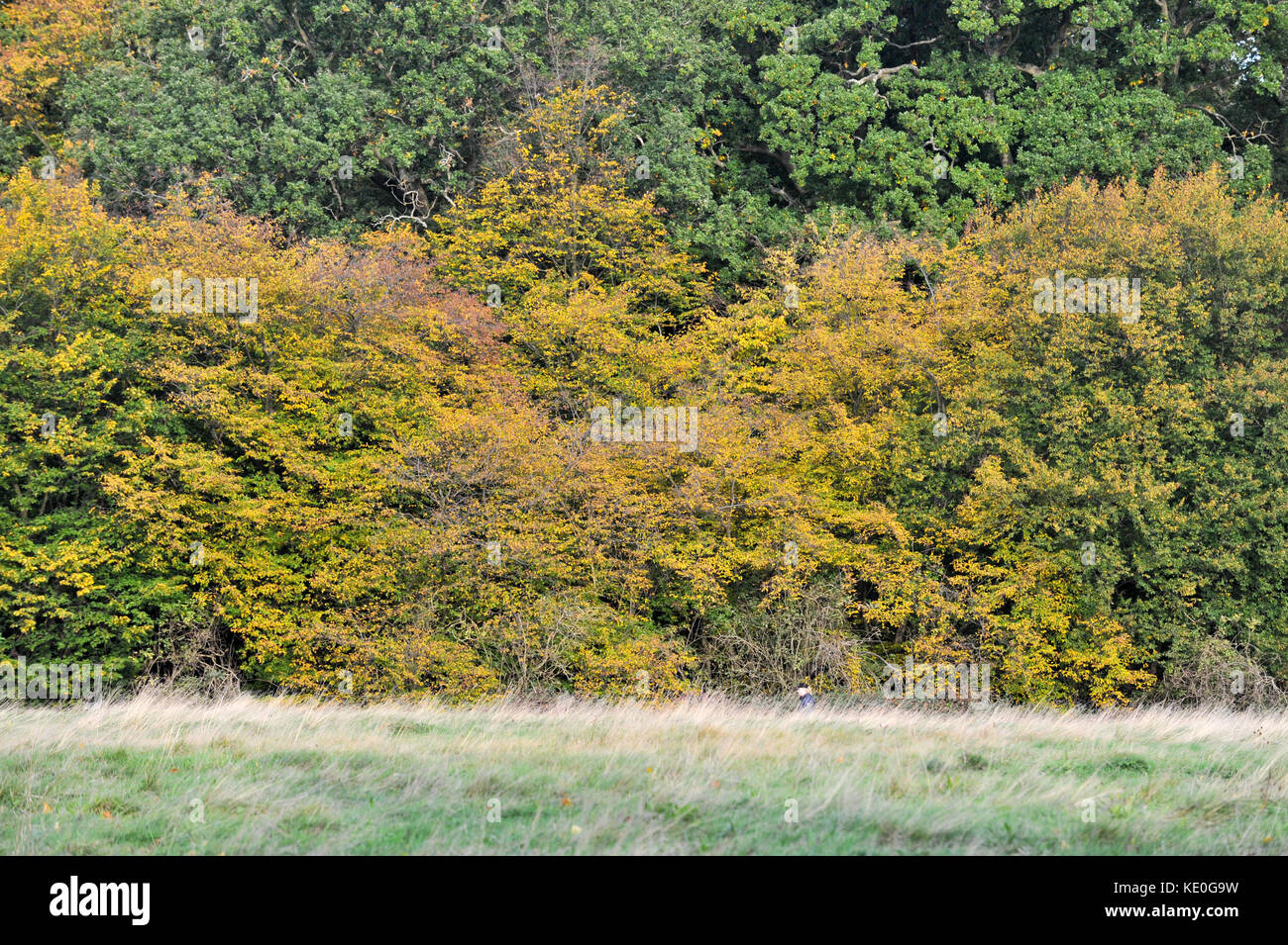 Trent Park, London, UK. 17th Oct, 2017. Autumn colours in Trent Park in ...
