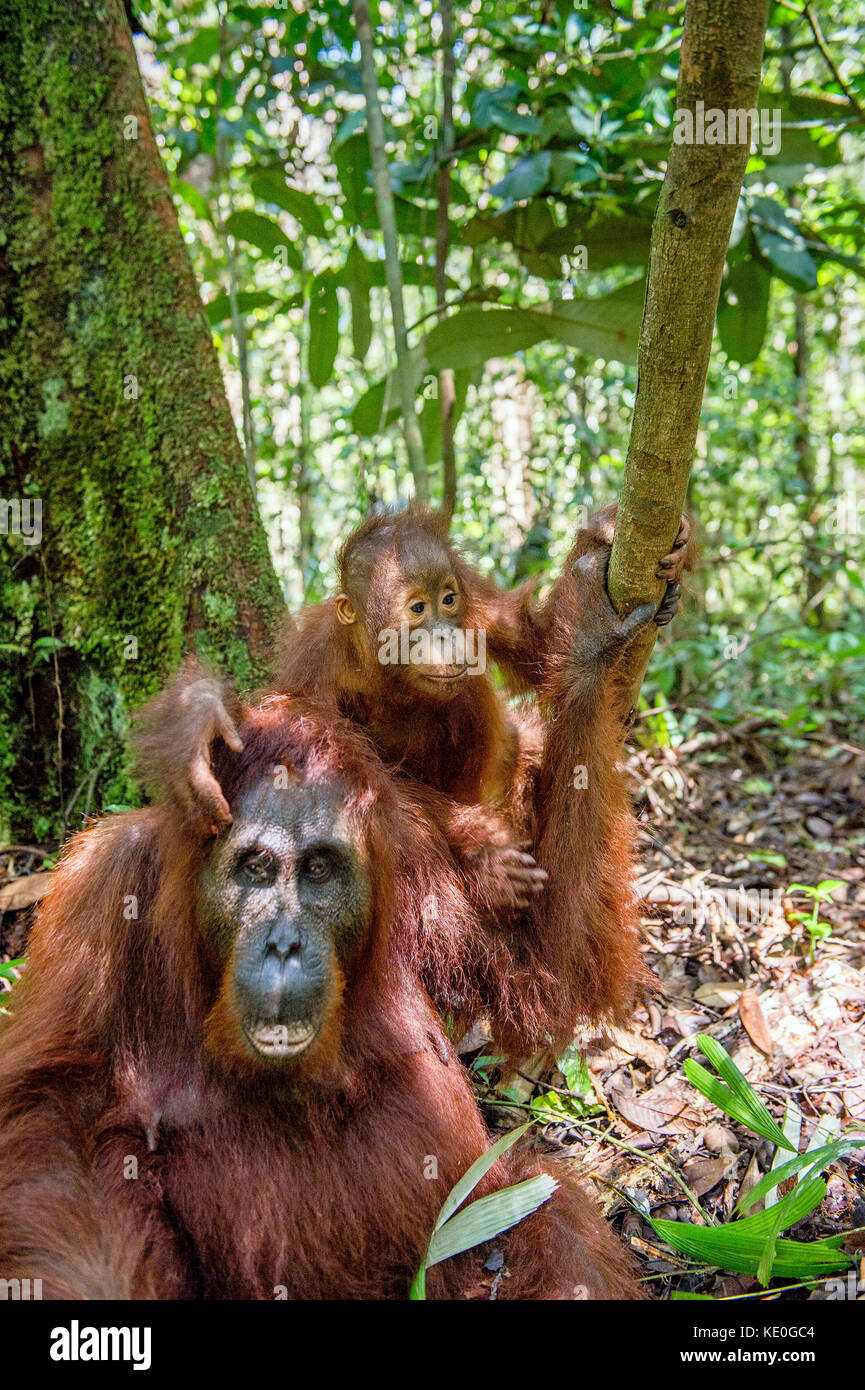 On a mum`s back. Baby orangutan on mother's back in a natural habitat ...