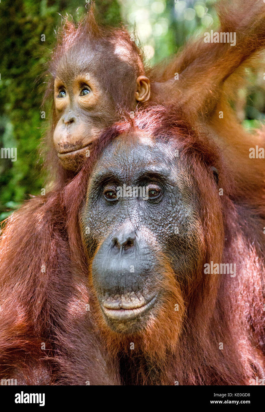 On a mum`s back. Baby orangutan on mother's back in a natural habitat ...