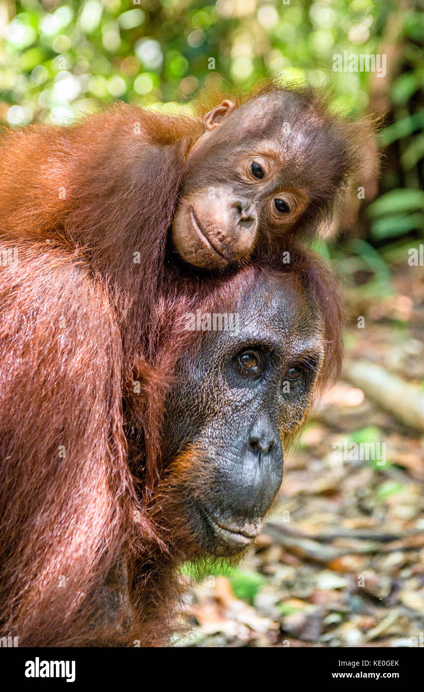 On a mum`s back. Baby orangutan on mother's back in a natural habitat ...