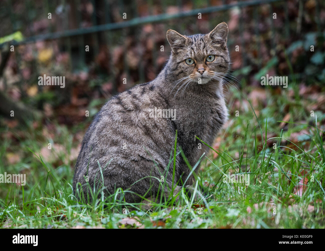 A wildcat can be seen inside its cage at the Opel Zoo in Kronberg ...