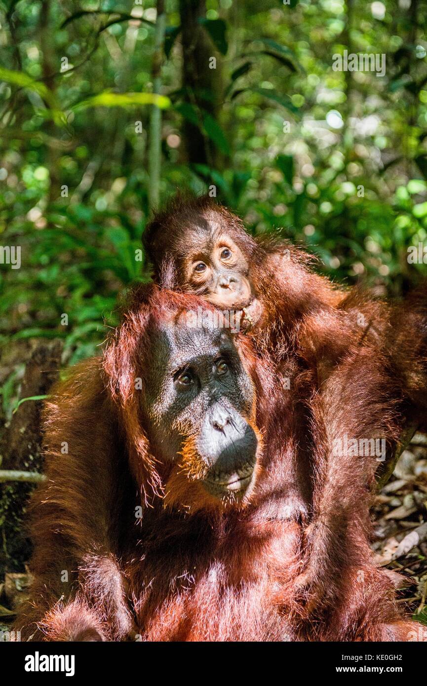 On a mum`s back. Baby orangutan on mother's back in a natural habitat ...