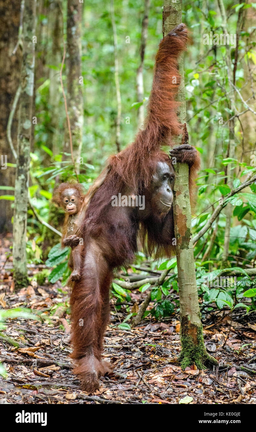 On a mum`s back. Baby orangutan on mother's back in a natural habitat ...
