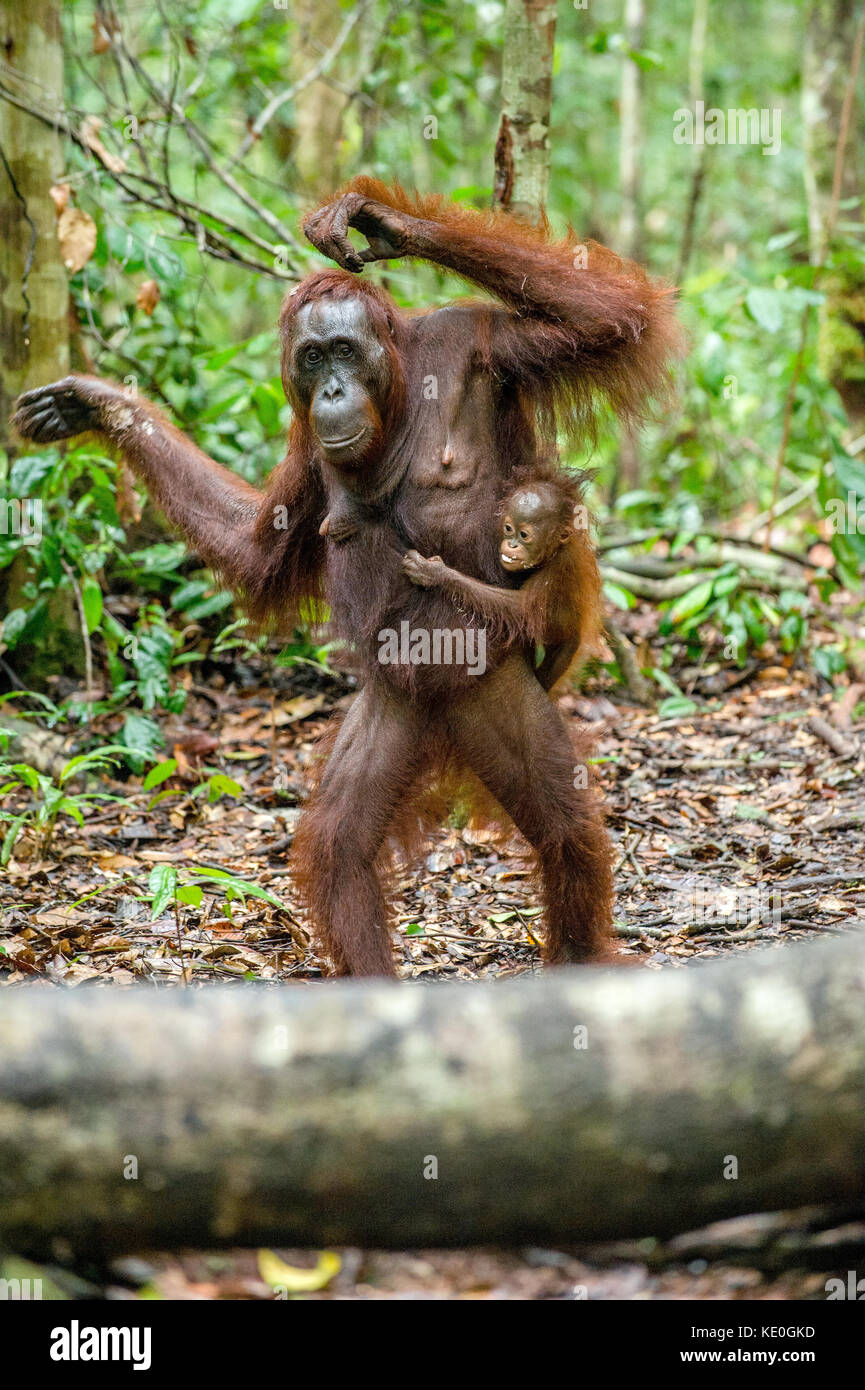 On a mum`s back. Baby orangutan on mother's back in a natural habitat ...