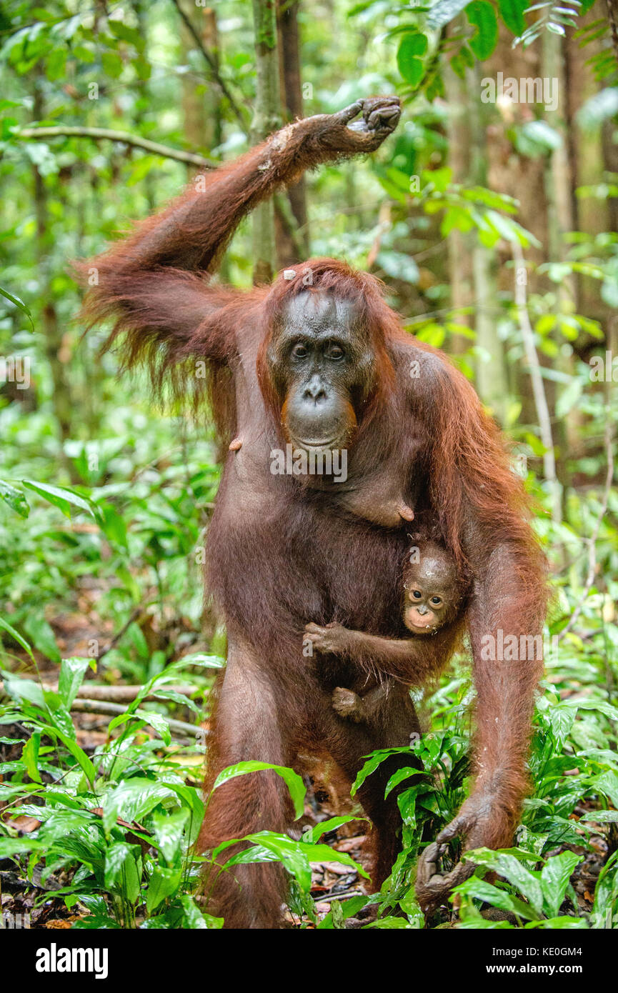 On a mum`s back. Baby orangutan on mother's back in a natural habitat ...