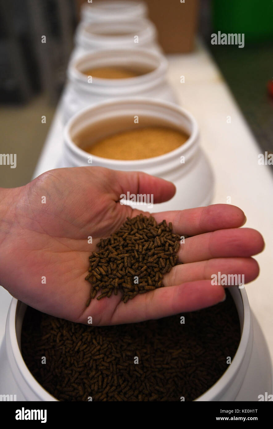 Bremerhaven, Germany. 20th Sep, 2017. A biologist holds fodder pellets ...