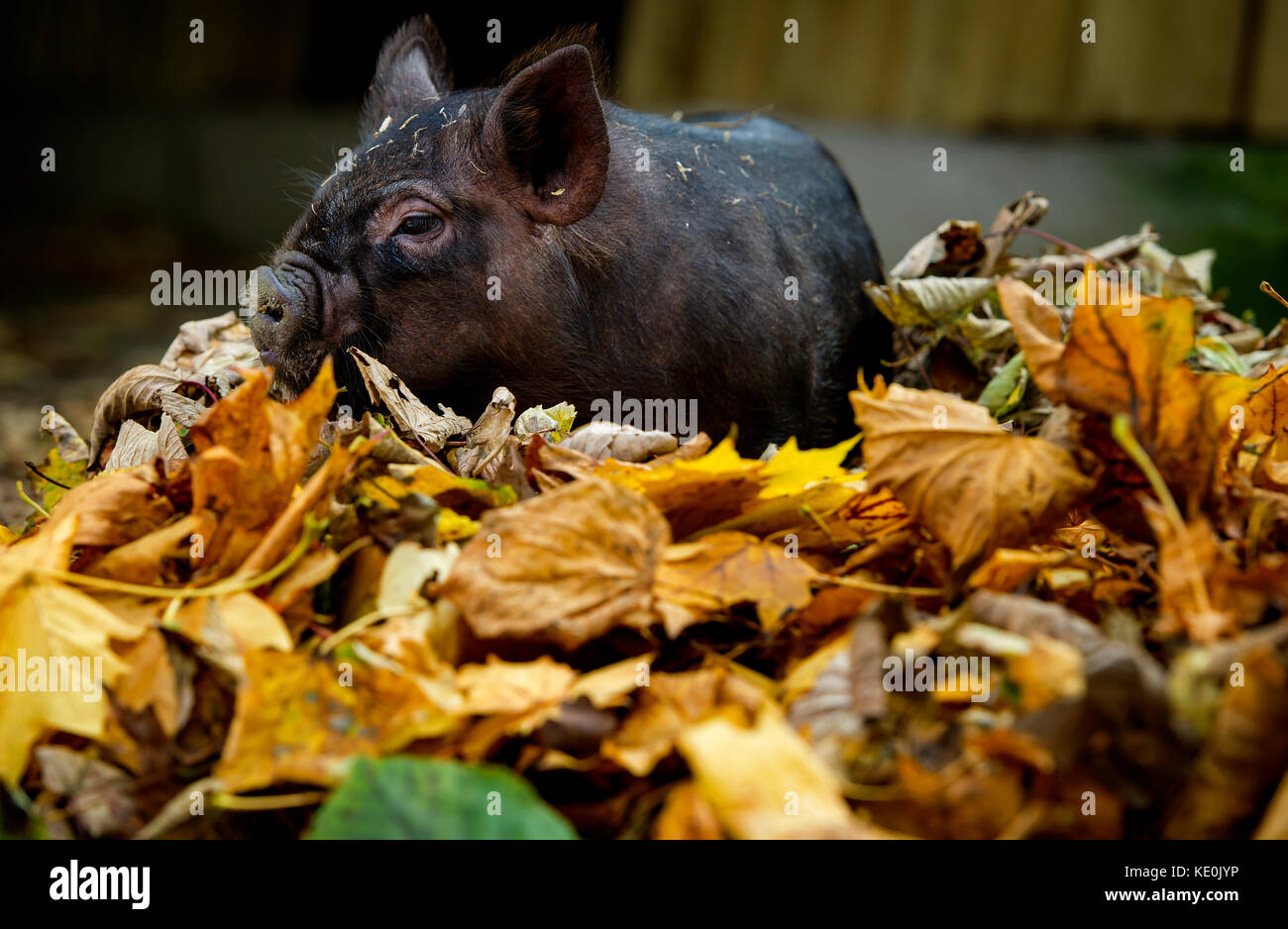 Baby pigs play hi-res stock photography and images - Alamy