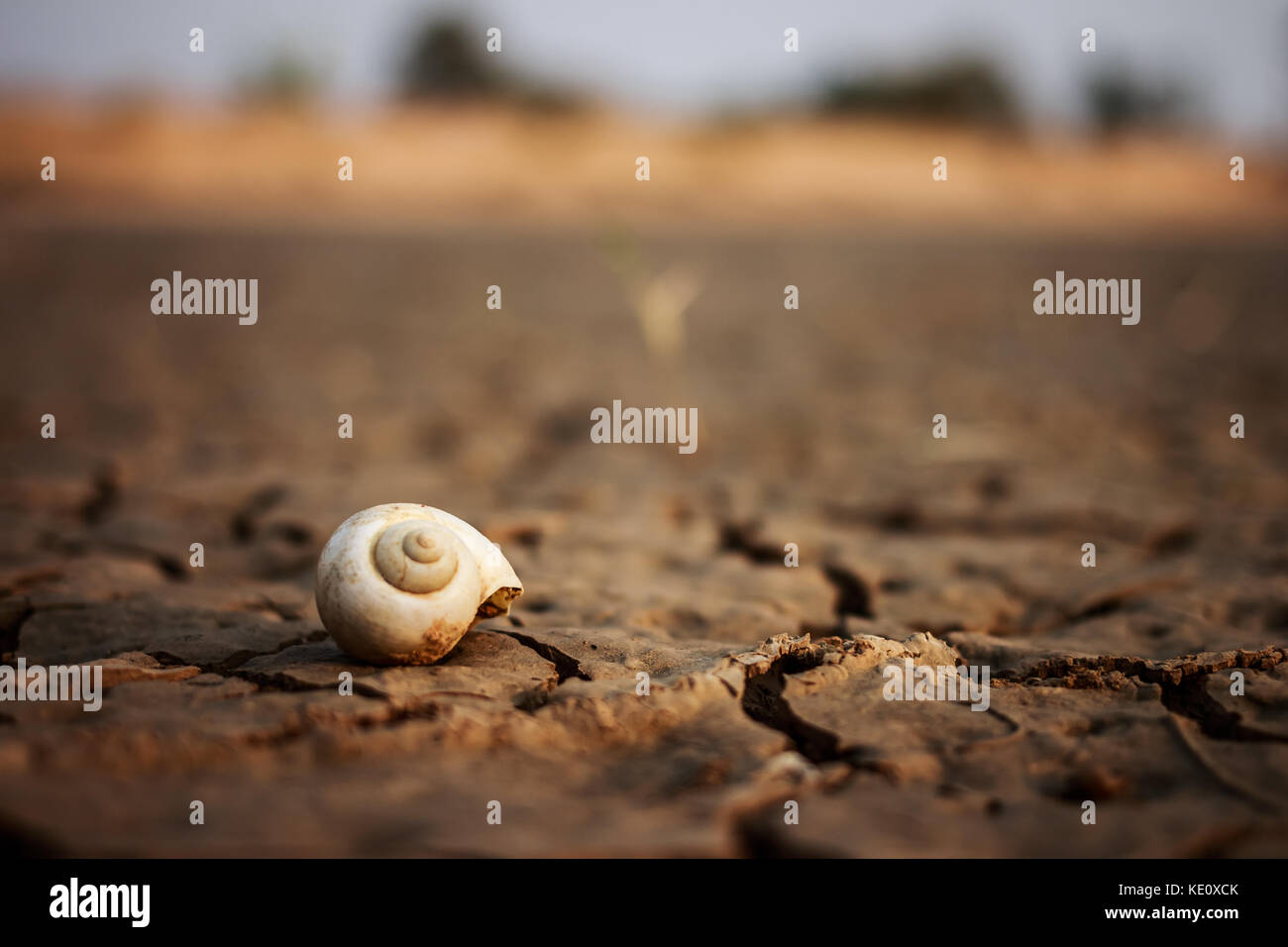 Crack snail shell on ground Stock Photo - Alamy