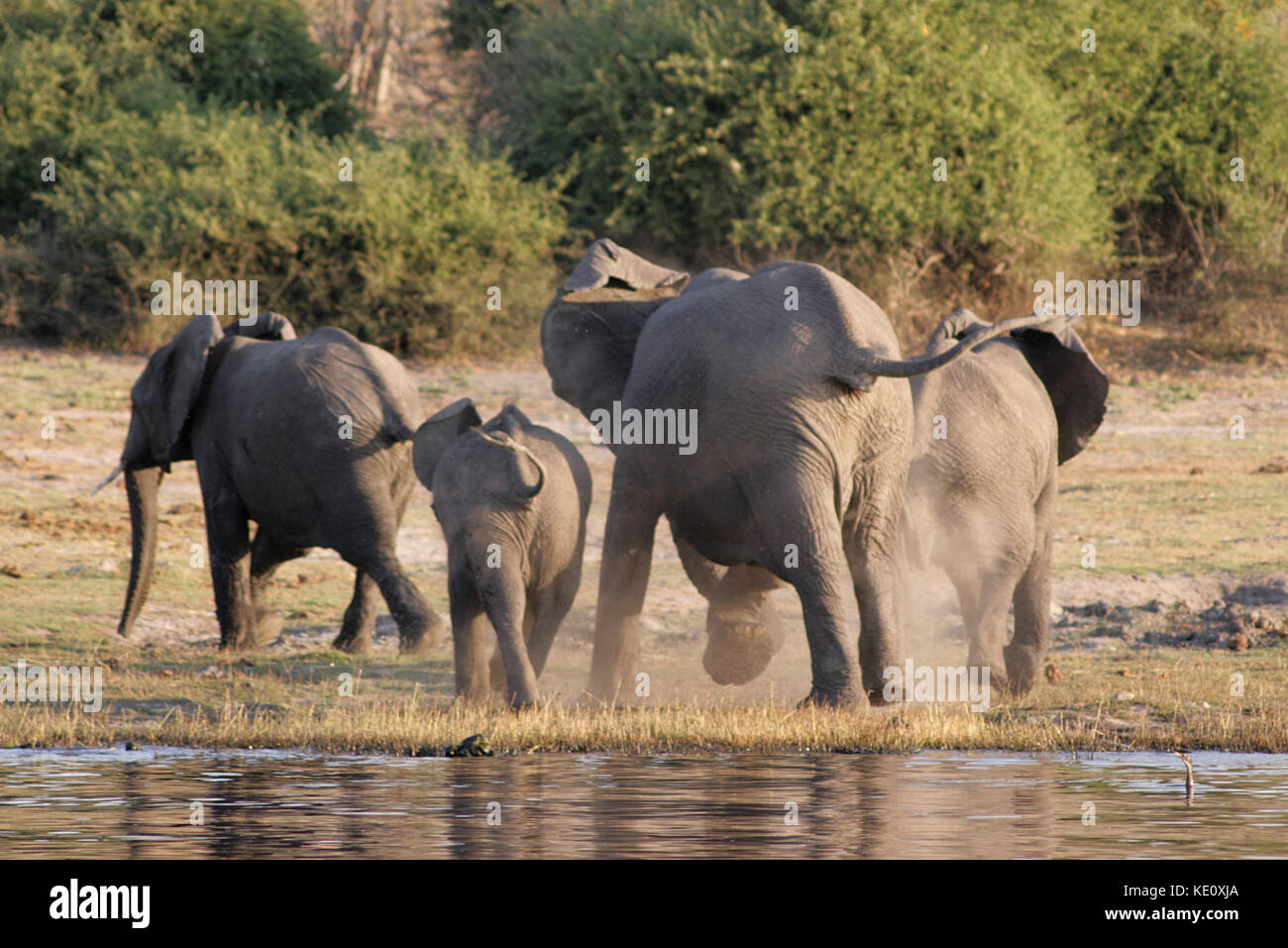Elephants moving hi-res stock photography and images - Alamy