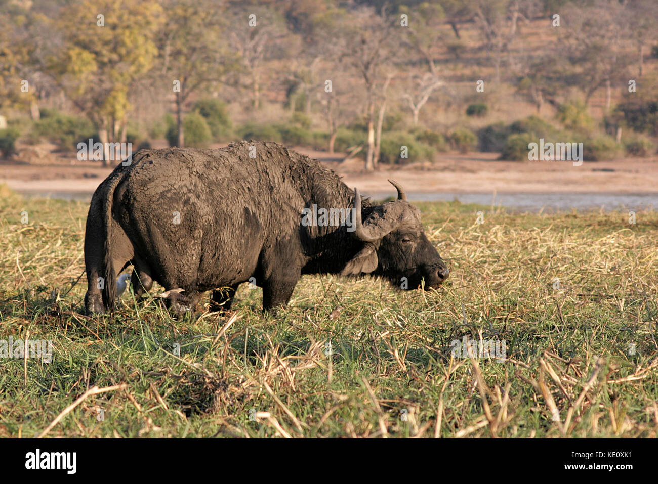Cape Buffalo by the Chobe River, Botswana Stock Photo - Alamy