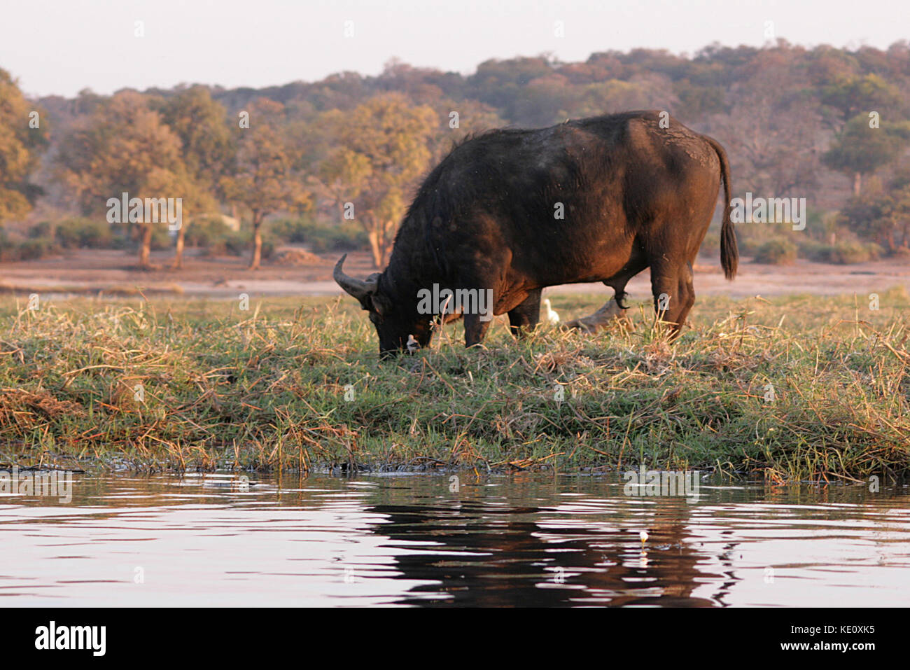 Cape Buffalo grazing by the Chobe River, Botswana Stock Photo - Alamy