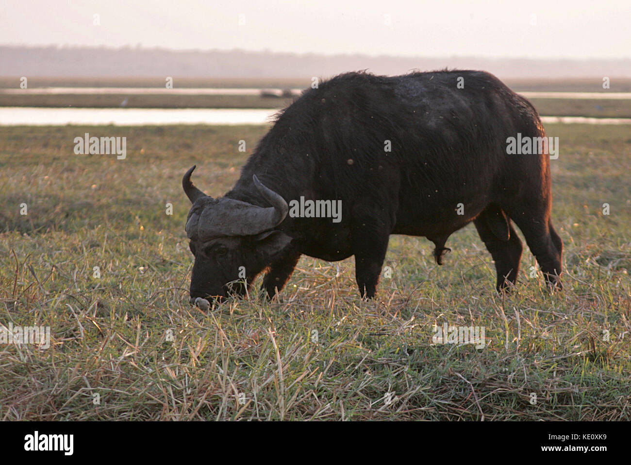 Cape Buffalo grazing by the Chobe River, Botswana Stock Photo - Alamy