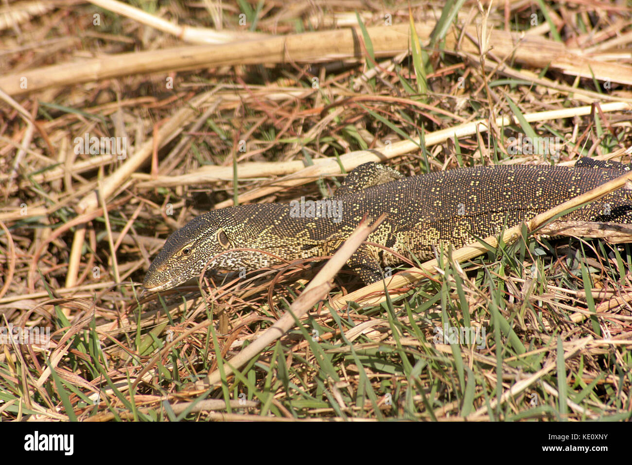 African monitor lizard hi-res stock photography and images - Alamy