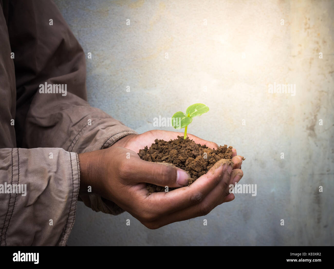 Senior man holding young spring plant in hands. Ecology concept Stock ...