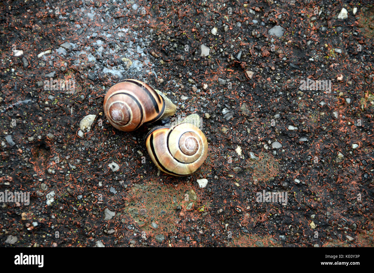 Snails encounter on a rugged concrete wall Stock Photo - Alamy