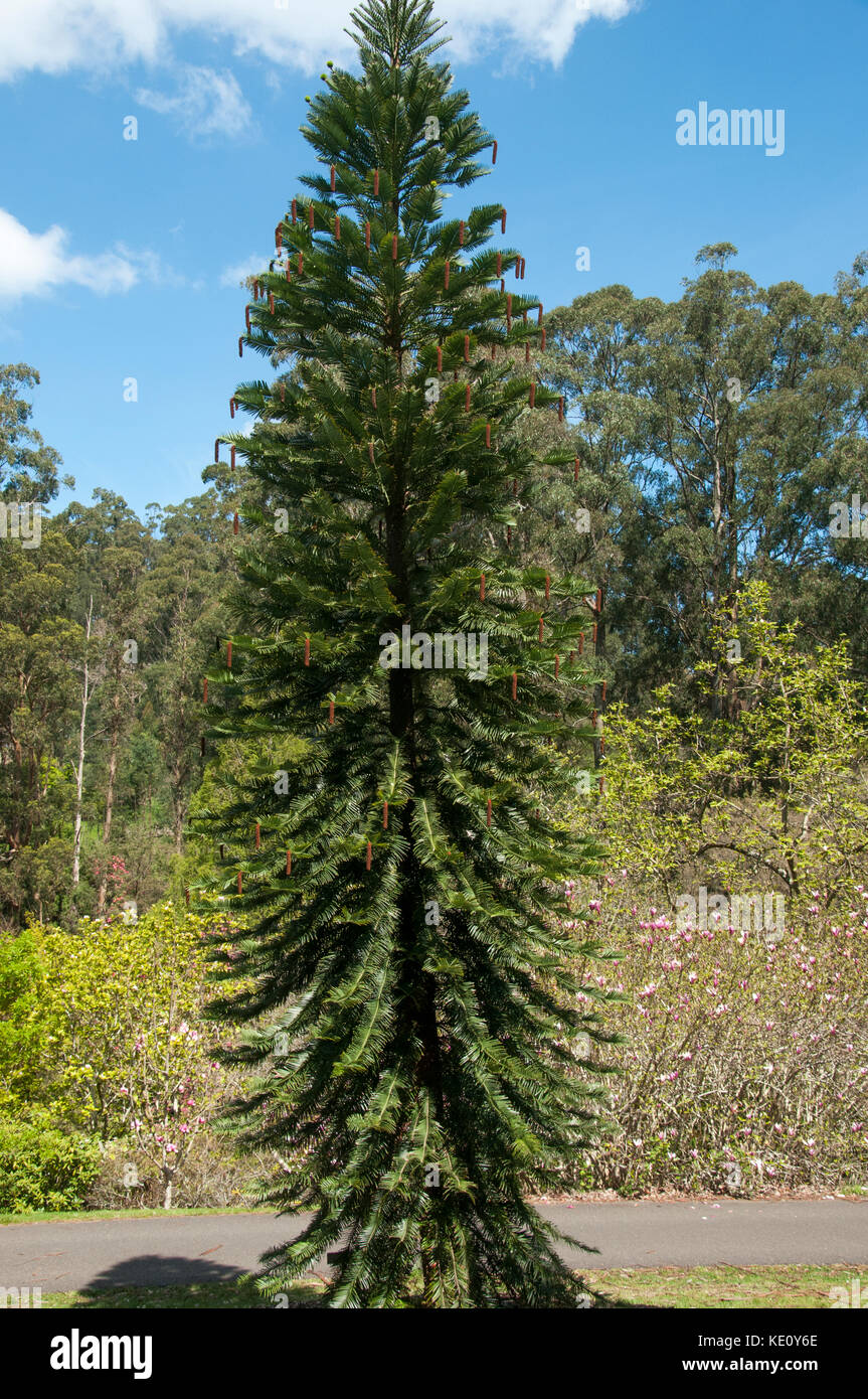 The rare and endangered Wollemi pine, an Araucarian conifer rediscovered in a New South Wales ...