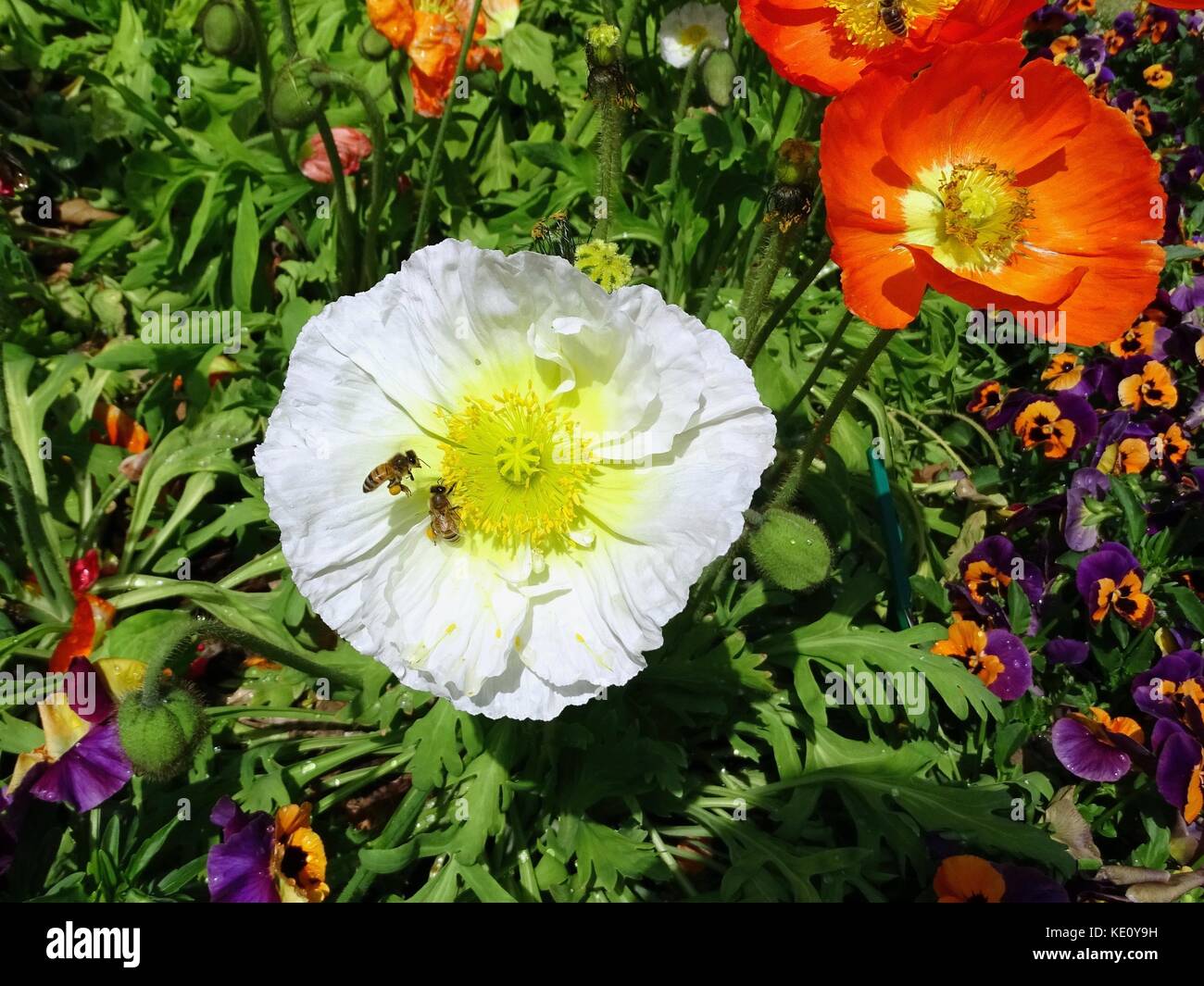 Two poppies in a flower bed of violets in a park in Australia with two ...