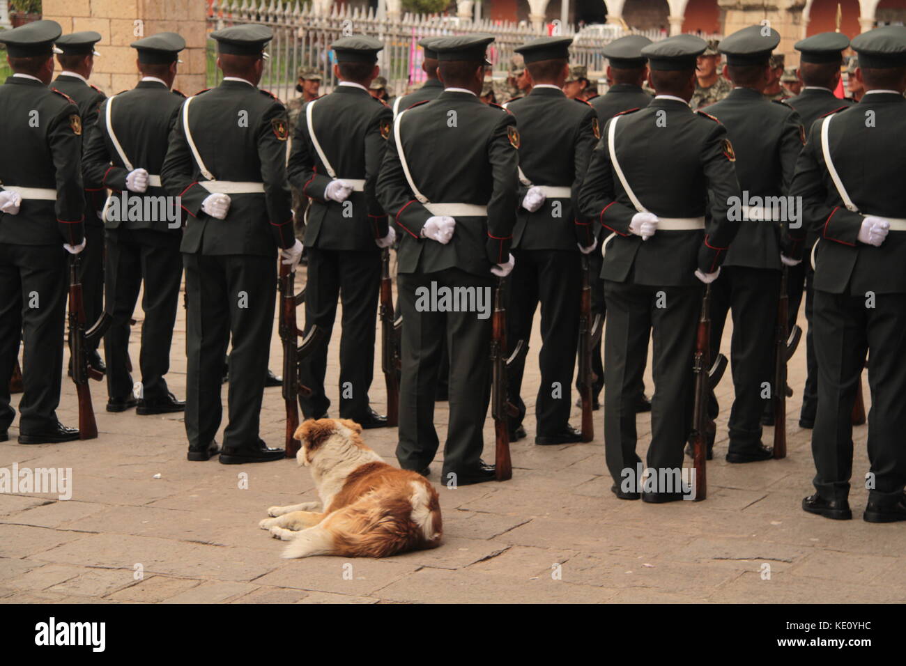 Soldiers with dog behind hi-res stock photography and images - Alamy