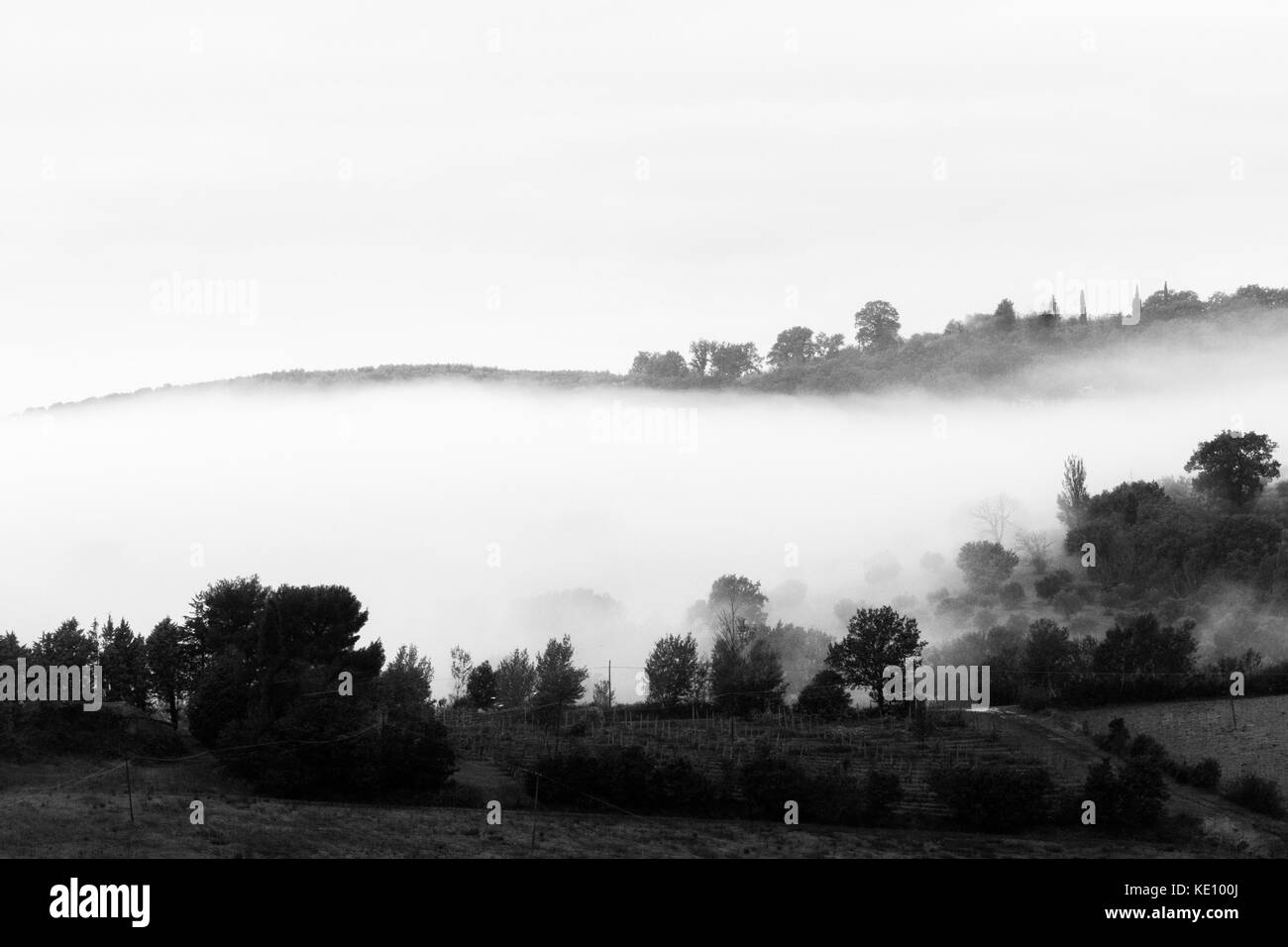 Some trees and plants in the midst of low fog Stock Photo - Alamy