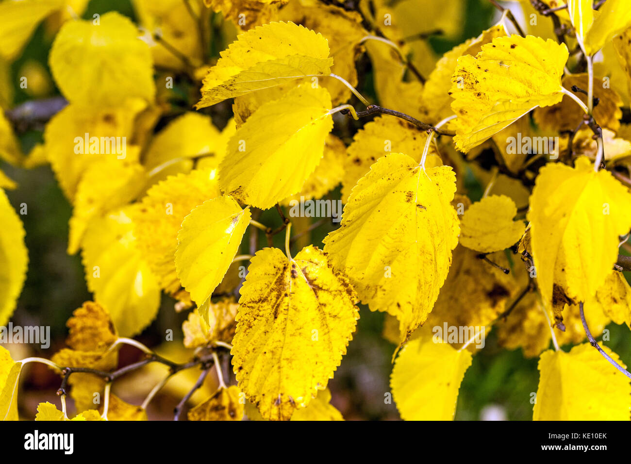 Morus latifolia Spirata Mulberry yellow leaves in autumn Yellowing ...