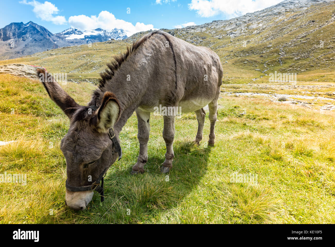 cute donkey eating grass in mountain landscape Stock Photo - Alamy