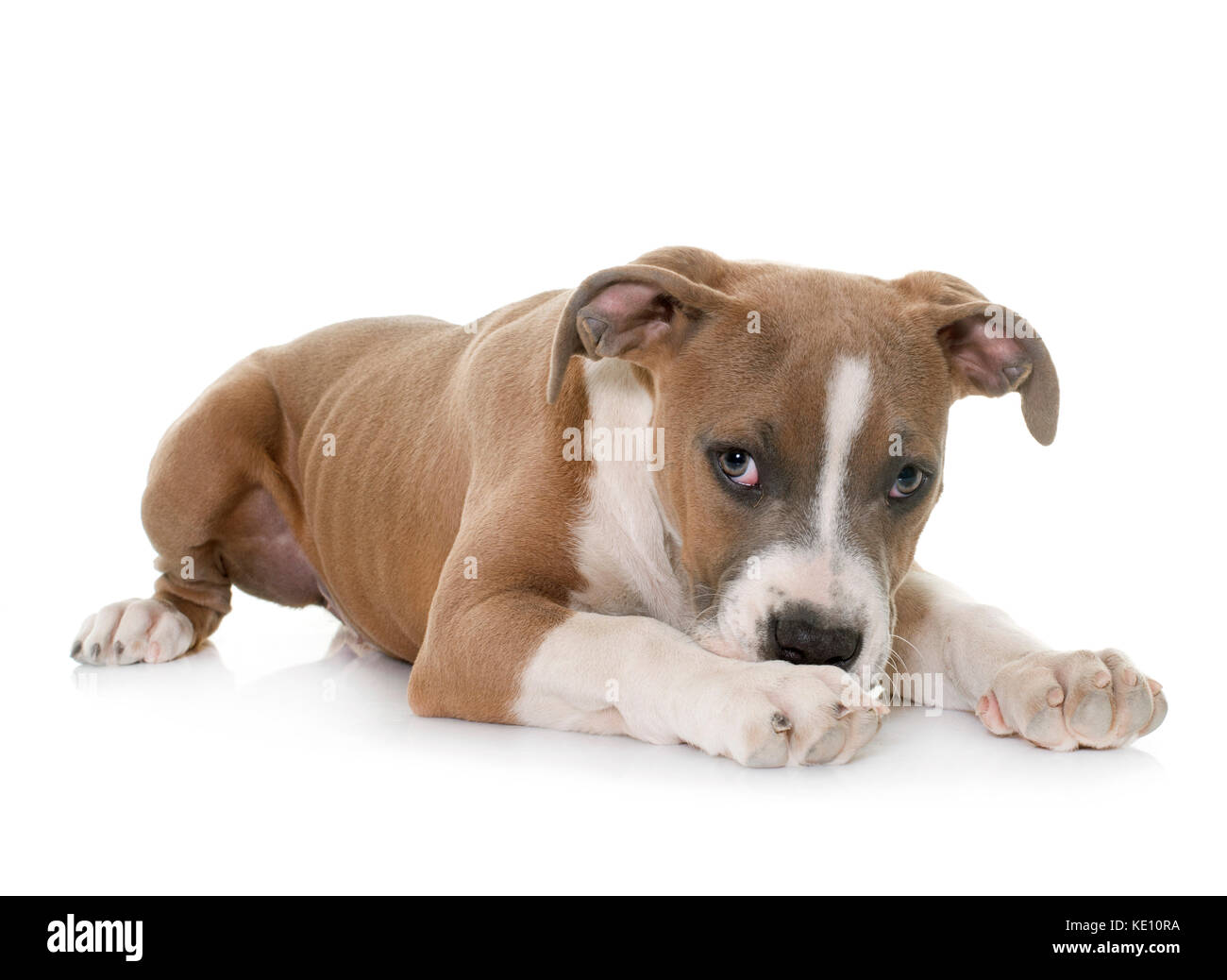 puppy american staffordshire terrier in front of white background Stock ...
