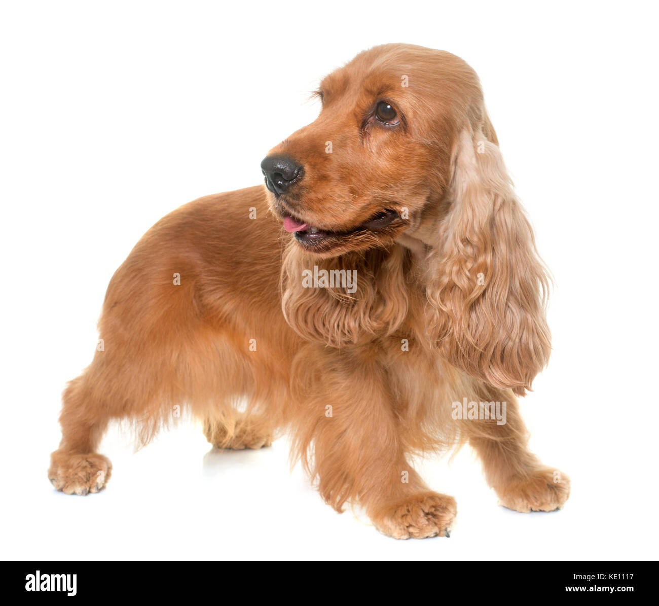 cocker spaniel in front of white background Stock Photo - Alamy