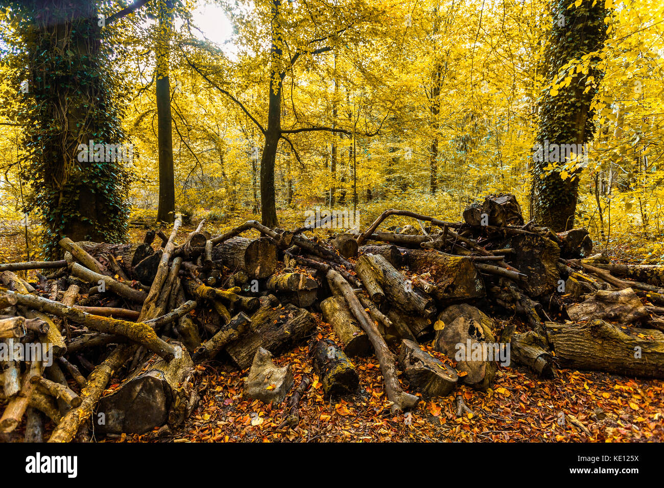 Forest and log pile with golden Fall colours Stock Photo - Alamy