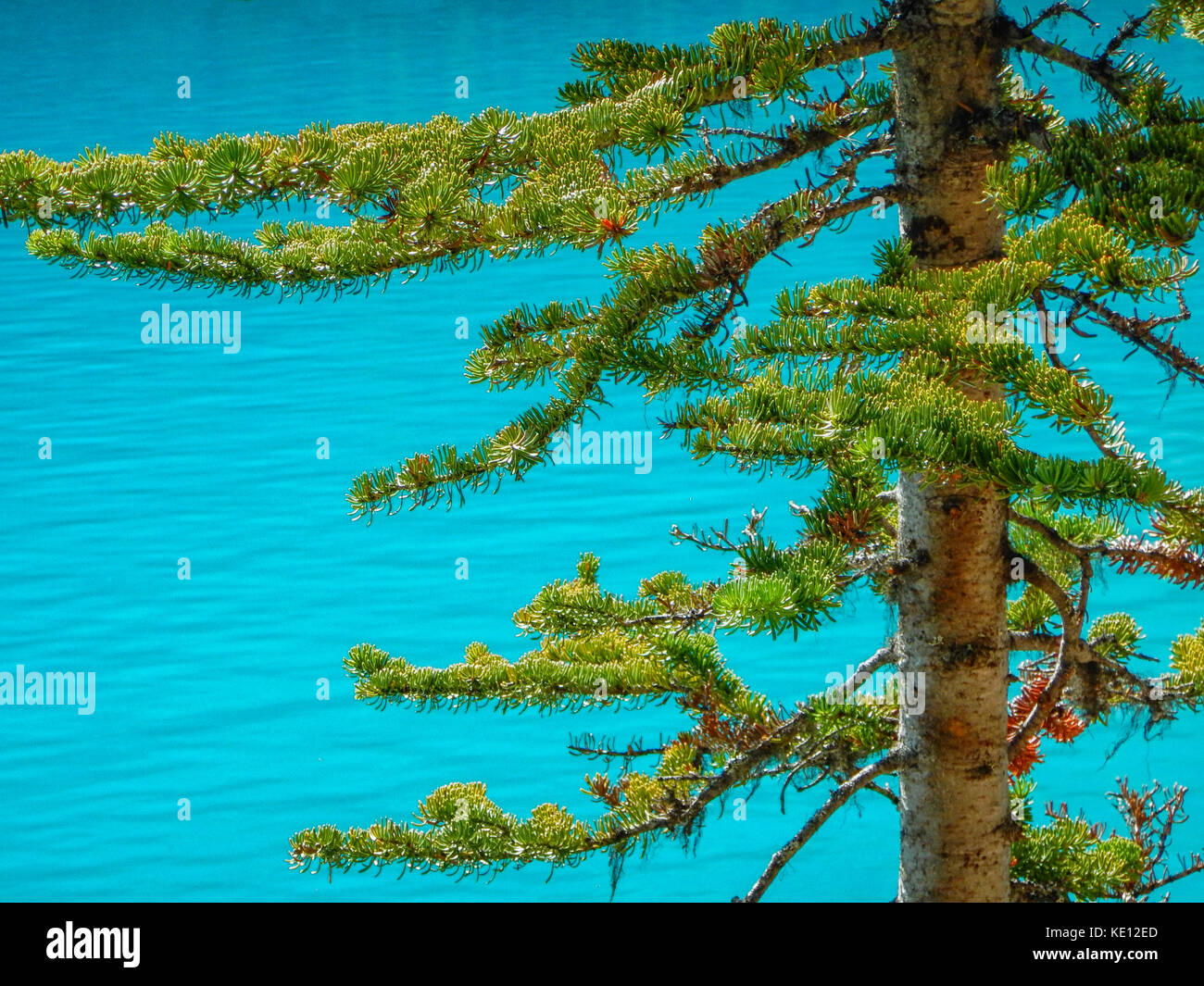 Pine tree with branches on a background of bright blue water Stock ...