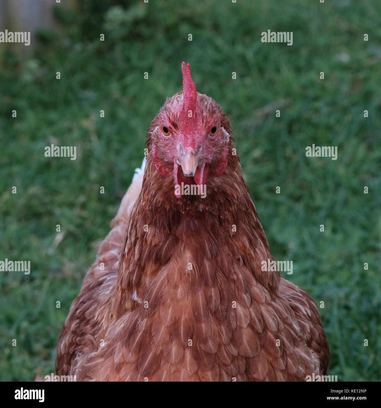 Brown feathered chicken looking directly at camera Stock Photo - Alamy