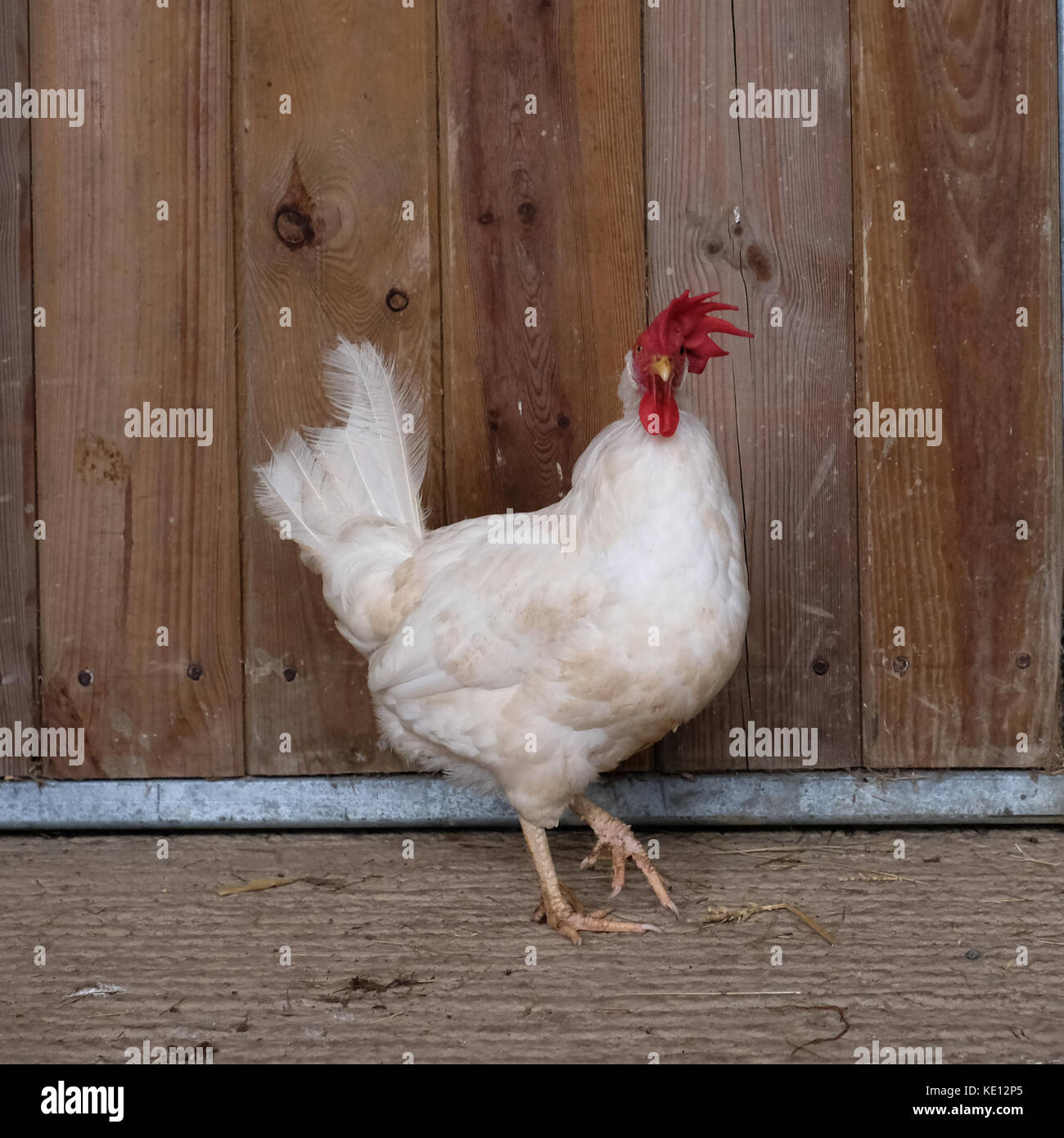 White feathered chicken posing for the camera Stock Photo - Alamy