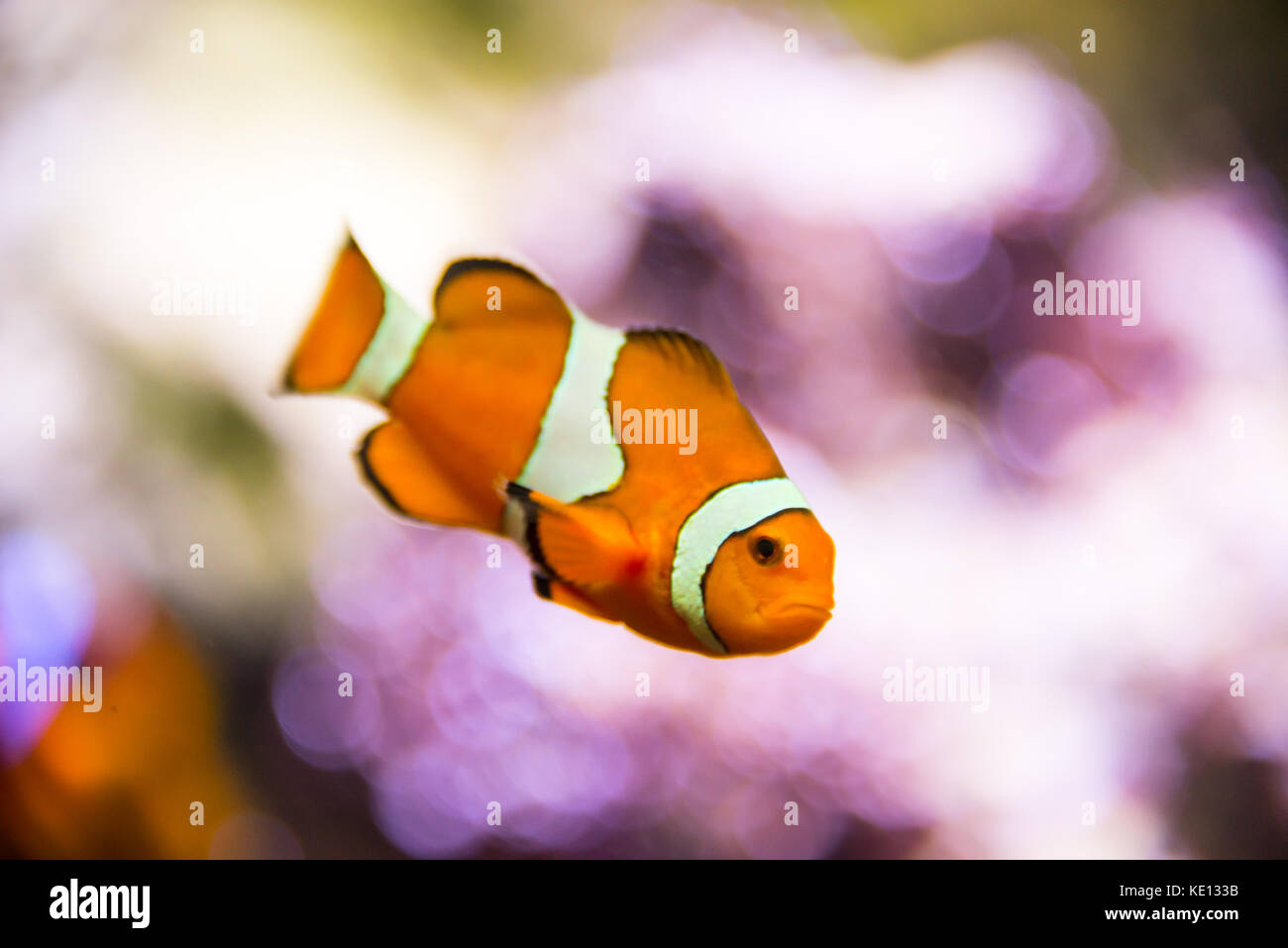 Underwater lights hi-res stock photography and images - Alamy