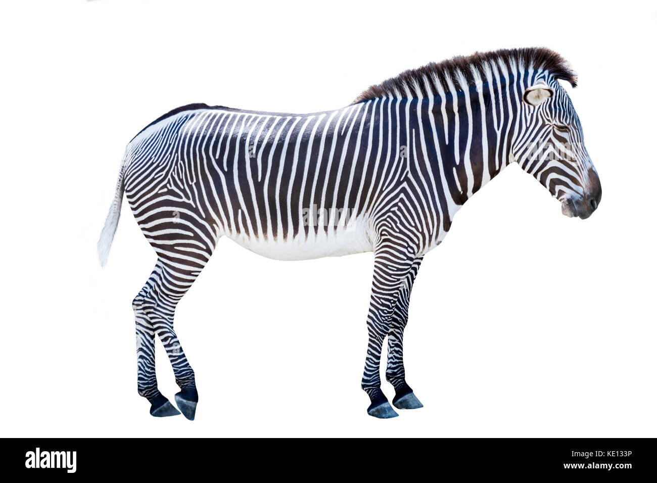 Profile photo of a zebra isolated on white background Stock Photo - Alamy