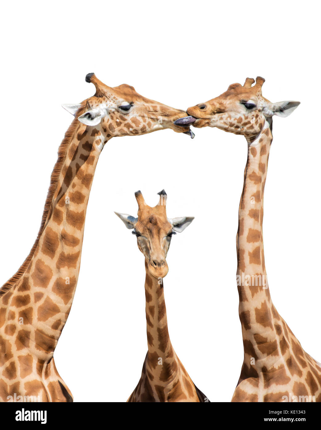 African couple isolated hi-res stock photography and images - Alamy